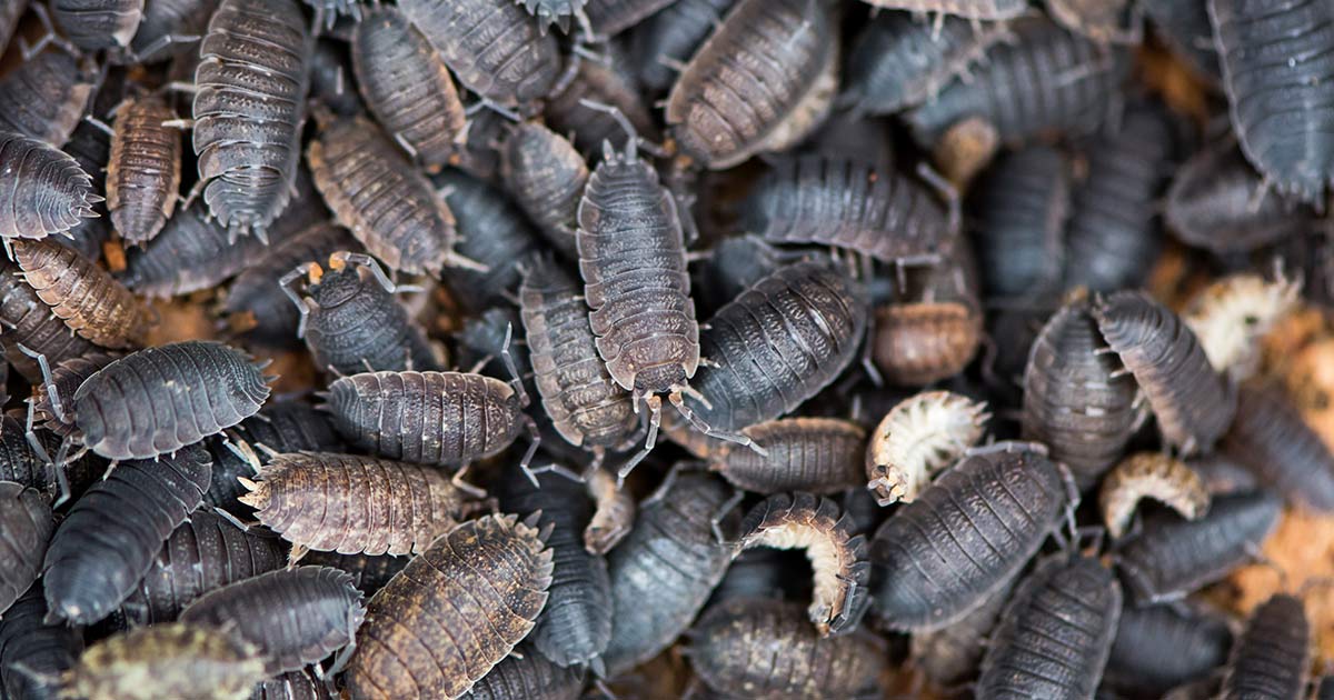 How To Identify And Control Common Lawn Garden Pests