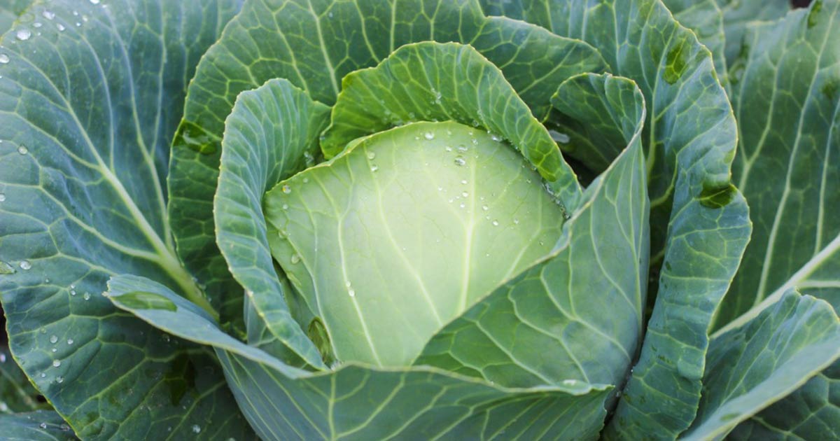 ¿Cómo Sabe El Repollo? Descubriendo Los Secretos De Su Sabor ...