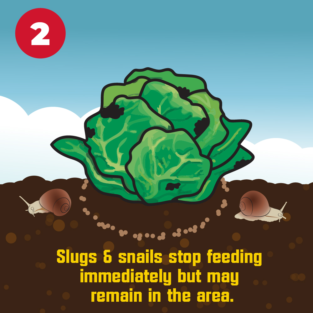 Corry's Slug & Snail Killer Ready-to-Use Pellets